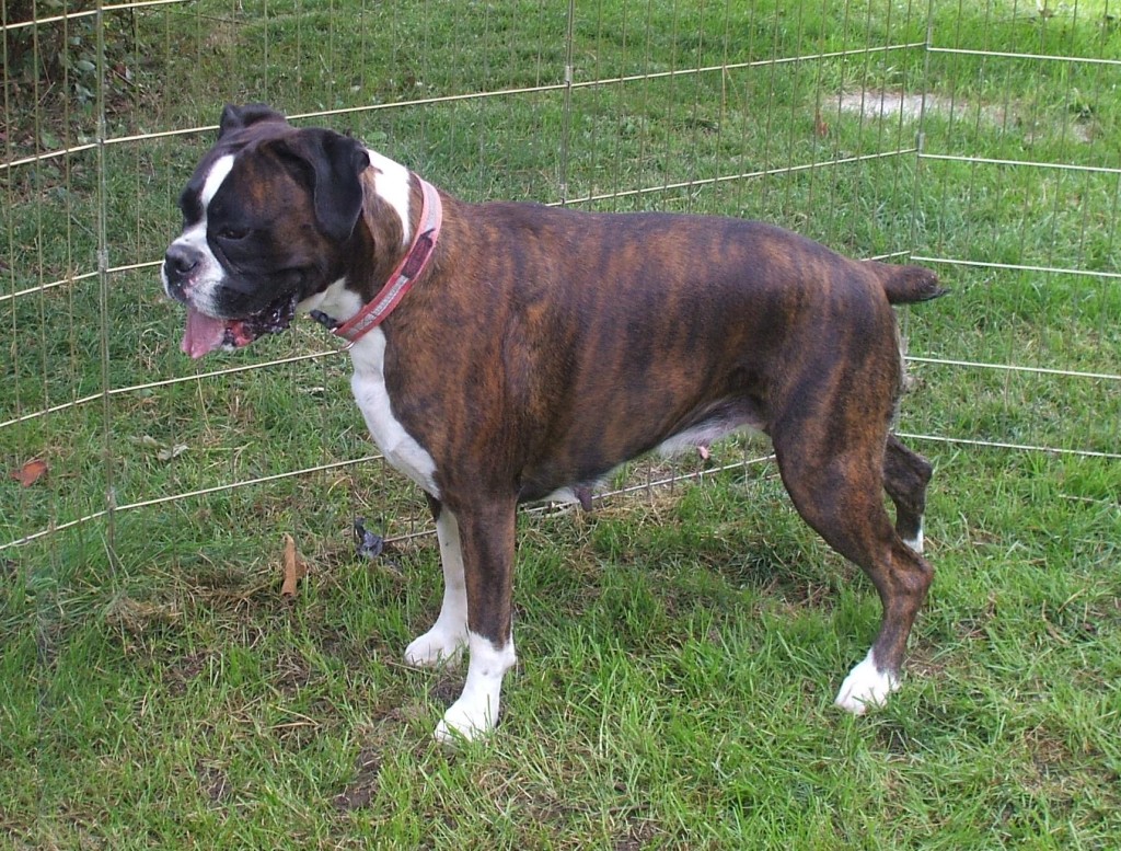 Tanoak Boxers | Breeder of Boxer Dogs | Ontario