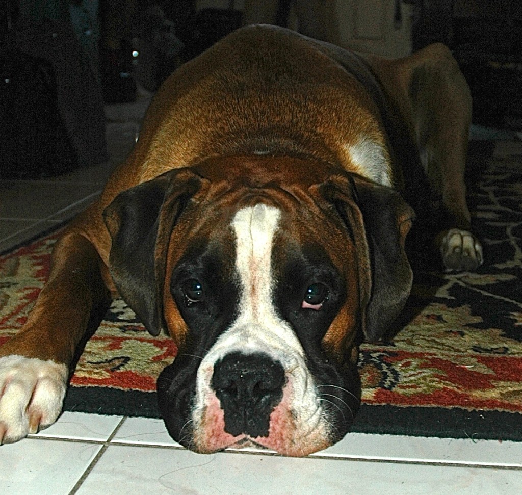 Tanoak Boxers | Breeder of Boxer Dogs | Ontario