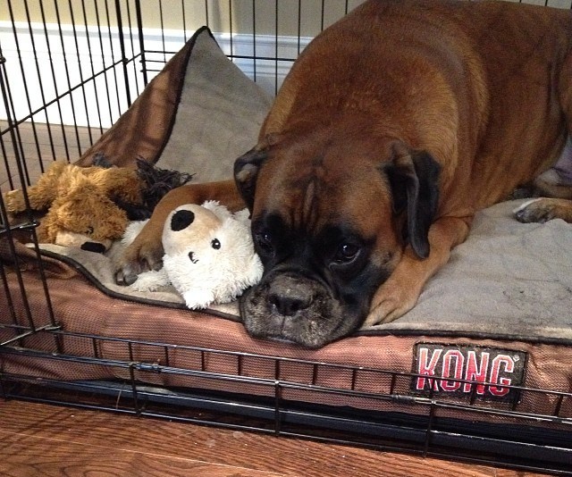 Tanoak Boxers | Breeder of Boxer Dogs | Ontario